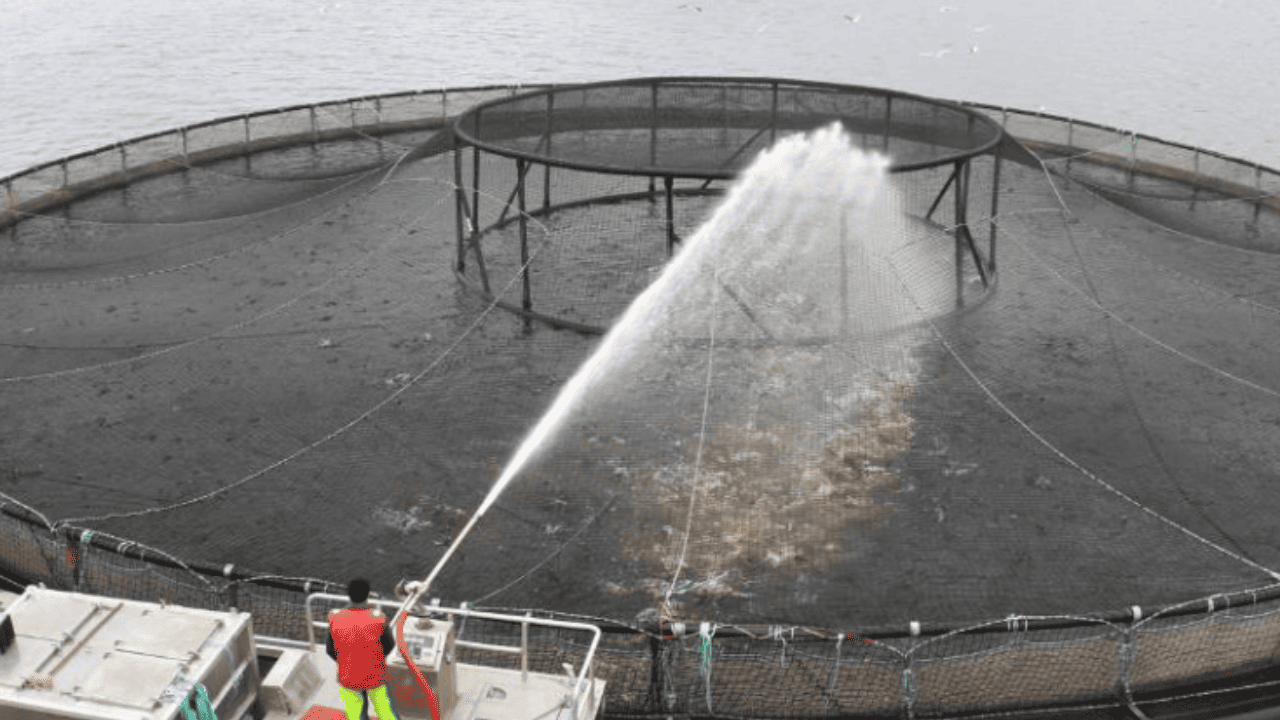 Farmed Salmon Perfectly Safe To Eat But Just Don't Swim Near It, Says ...