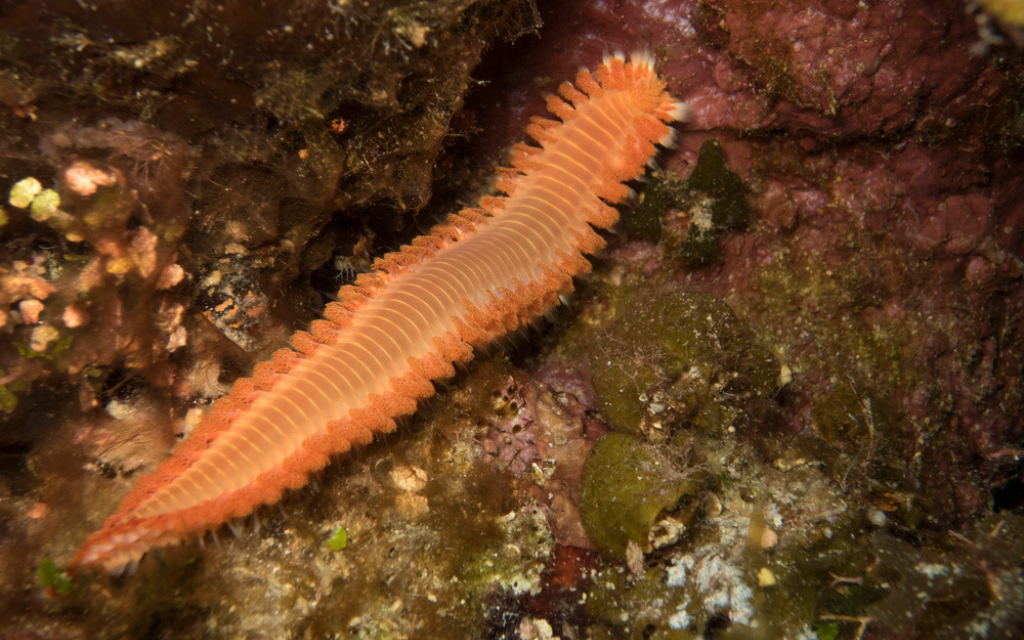 6 Gross Objects That Could Be Touching Your Feet In The Surf — The ...