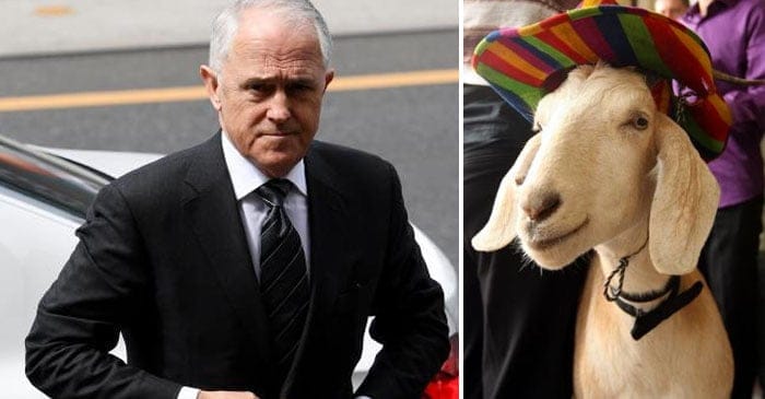 Turnbull Formally Offers Gary The Goat A State Funeral — The Betoota ...